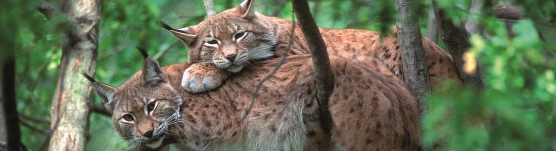 Natürliche Feinde - Tierisch Wild