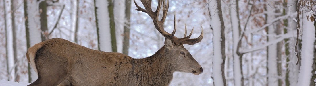 Natürliche Feinde - Tierisch Wild