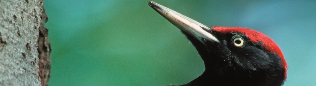 Specht - Tierisch Wild