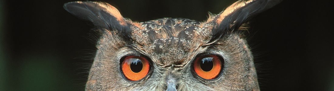 Natürliche Feinde - Tierisch Wild