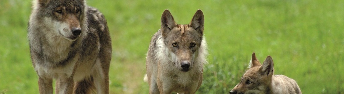 Natürliche Feinde - Tierisch Wild